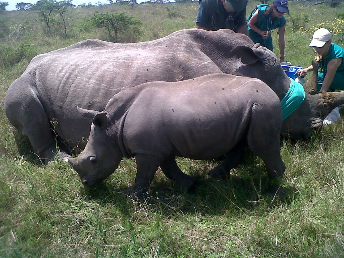 Gallery - African Legends Wildlife