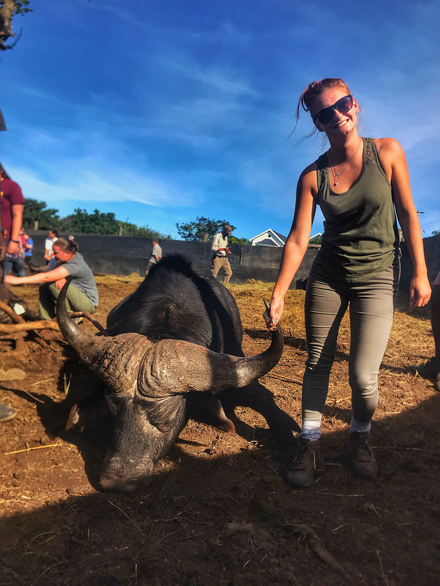 Wildlife management and veterinary experience - African Legends Wildlife